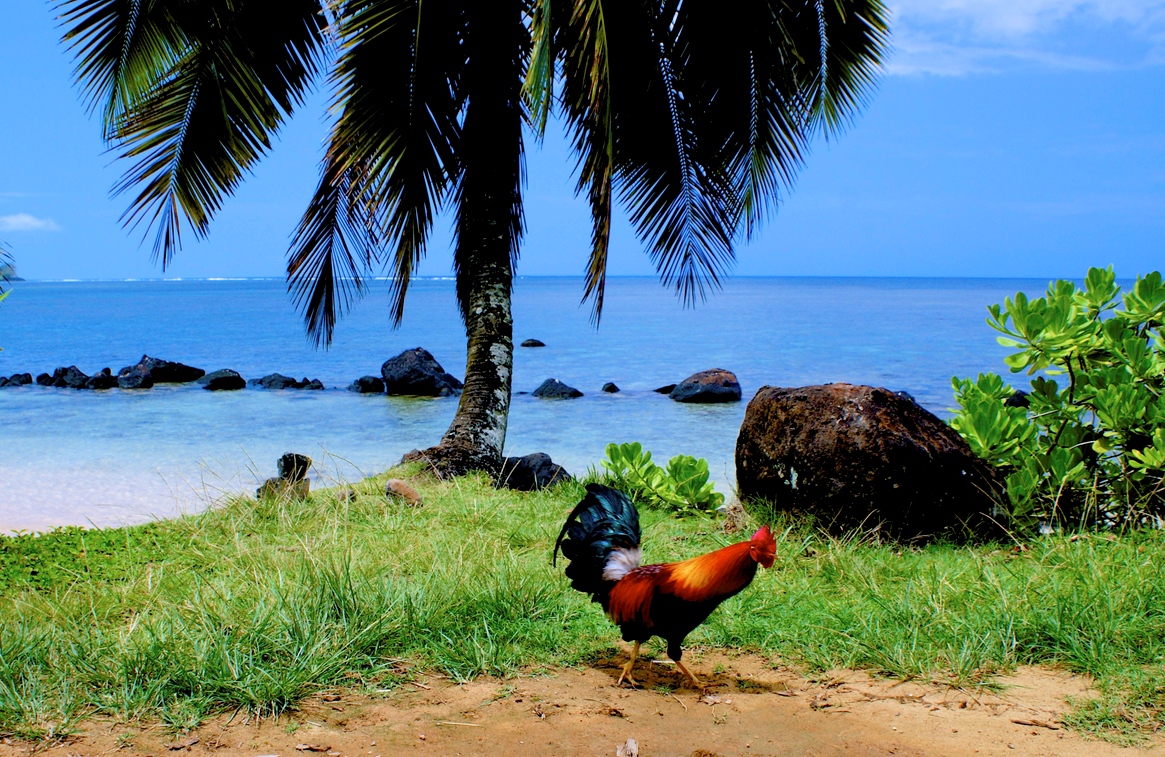 Kaua’i, la Chicken Isle