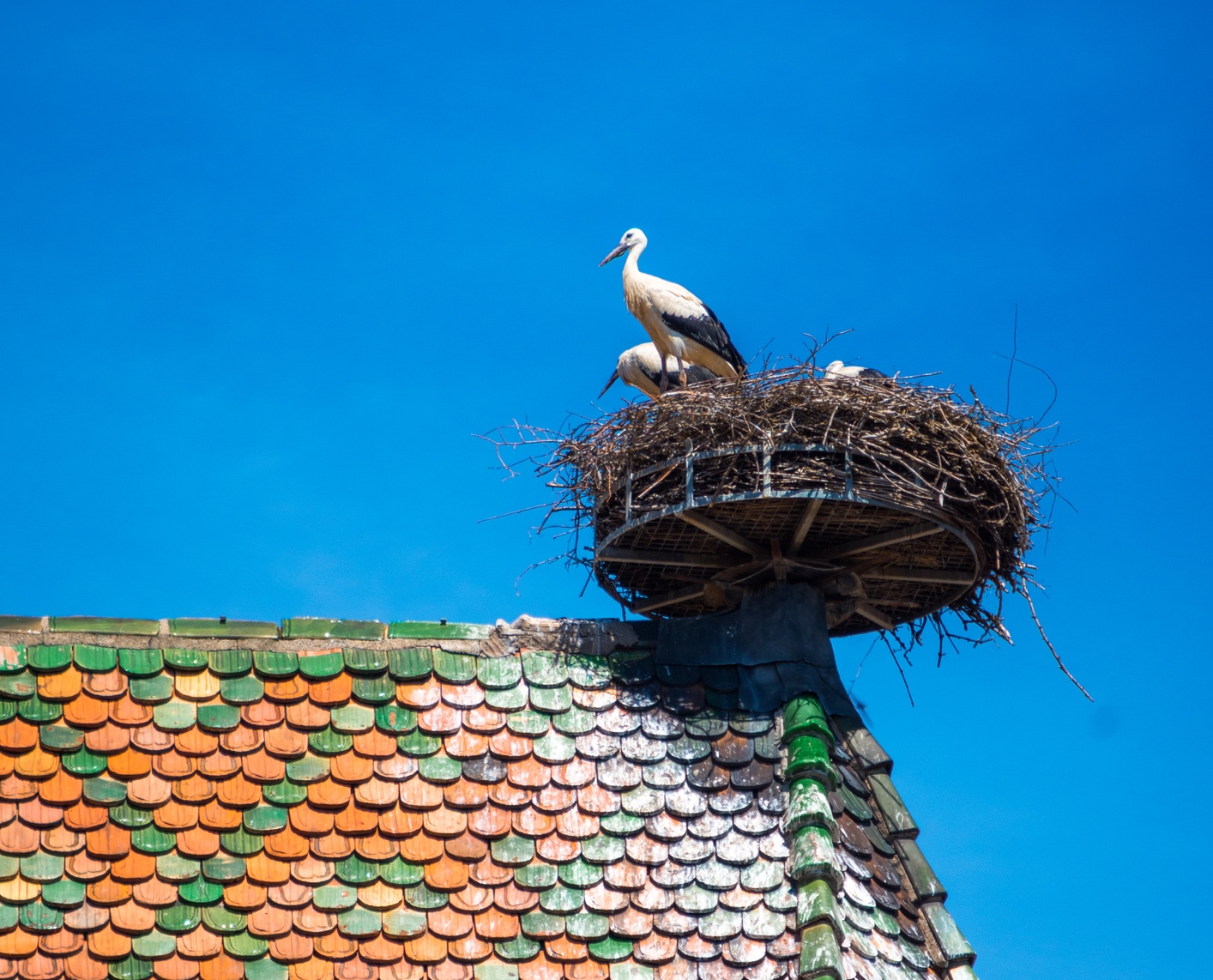 Pourquoi Les Cigognes Passent-Elles L’Hiver En Alsace – ZTDA