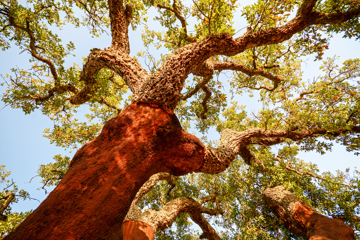 Le chêne-liège, un arbre unique en son genre