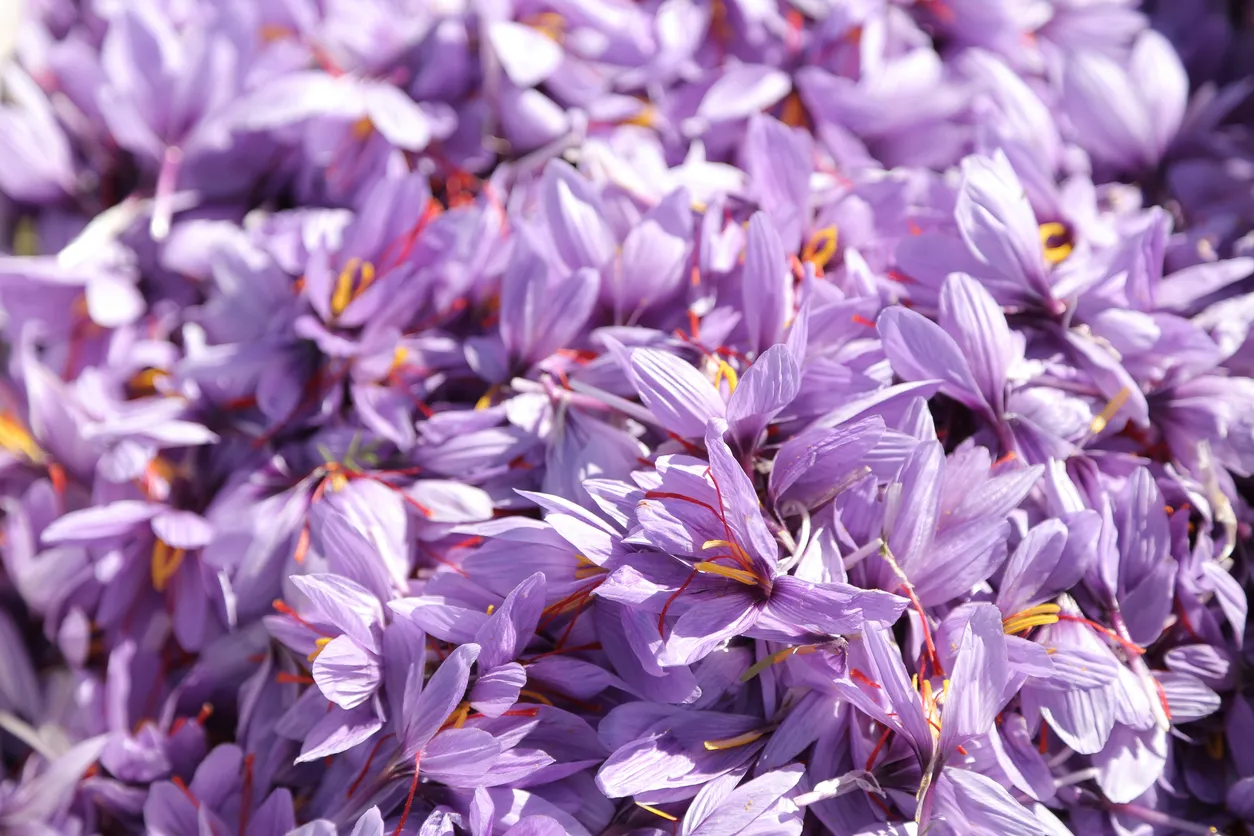 Taliouine, Maroc : la capitale du safran